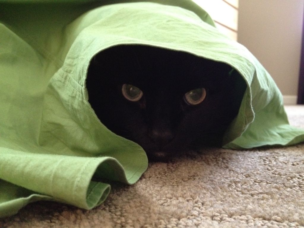 In memory of my incredible cat: Bruce Willis | News, Sports, Jobs ...